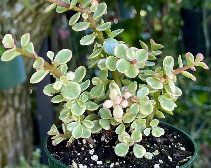 Variegated Rainbow Elephant Bush Portulacaria Afra Rare - Etsy