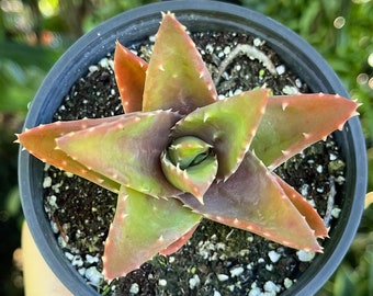 Aloe Plant - Etsy