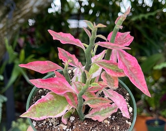 Devil's Backbone I Pink Variegated - Etsy