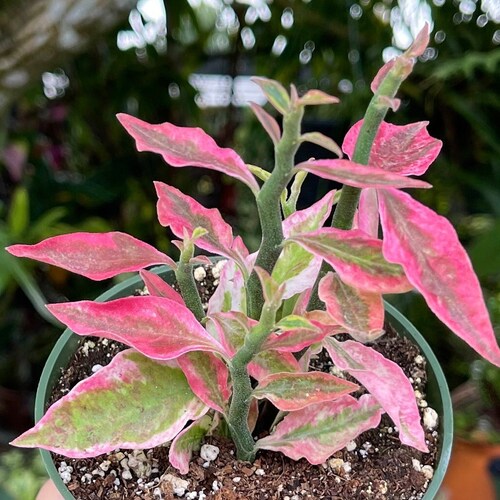 Pedilanthus Tithymaloides Variegated Pink devils Backbone - Etsy