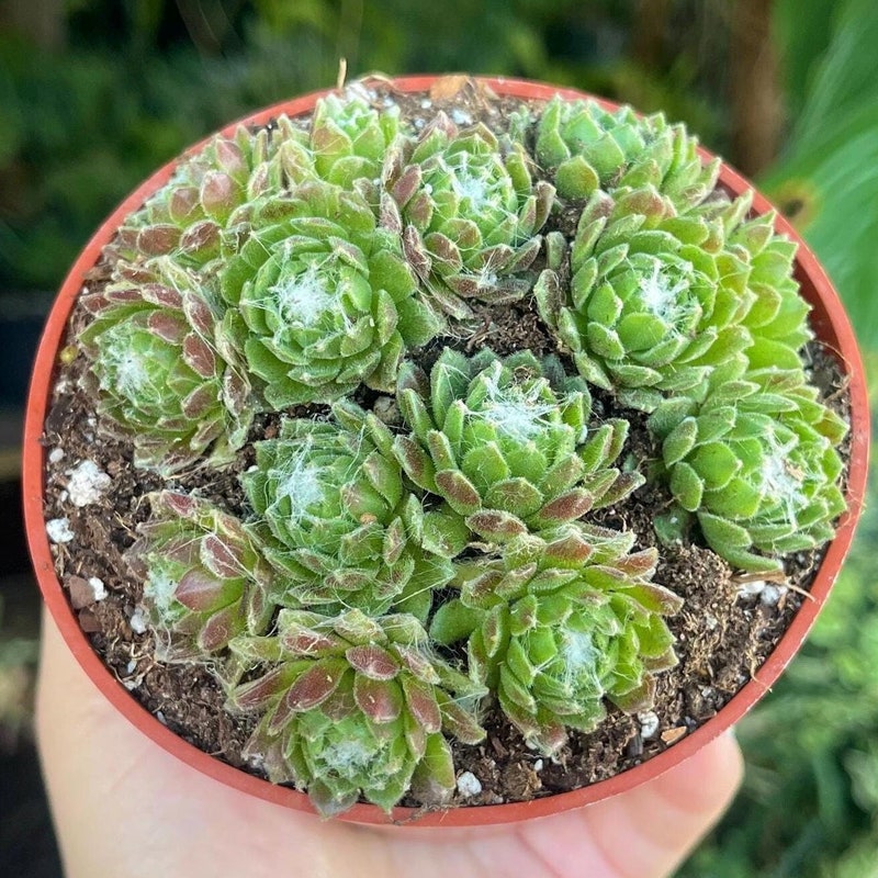 Hens And Chicks Succulent Etsy