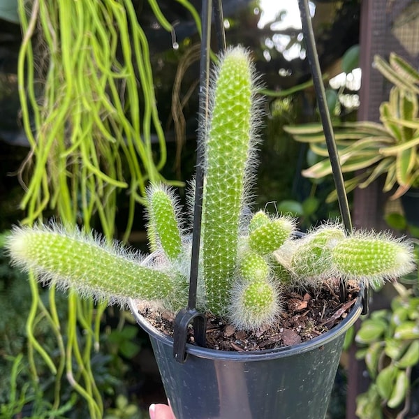 Monkey Tail Succulent - Etsy