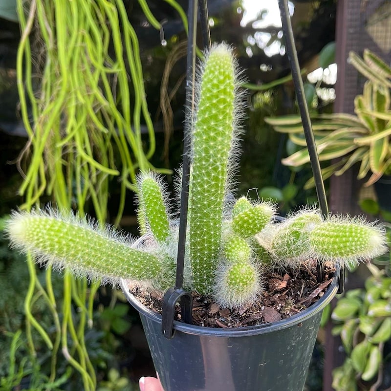 Monkey Tail Cactus - Etsy