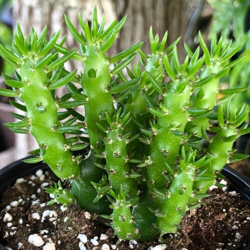 Mammillaria Round Ball Cactus Rare Succulent Live Plant - Etsy