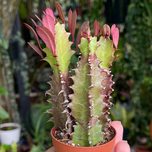 2 Euphorbia Trigona CV. Royal Red Rubra Cactus Rare Succulent - Etsy Canada