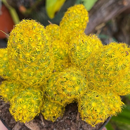 Rhipsalis Paradoxa Chain Cactus Rare Succulent Live Cacti - Etsy