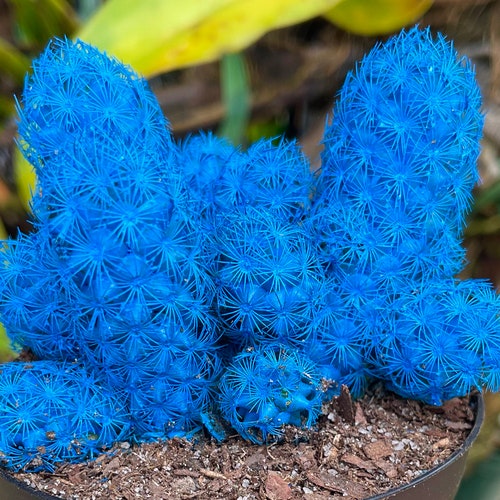 Red Grafted Moon Cactus Rare Succulent Live Cacti Plant - Etsy