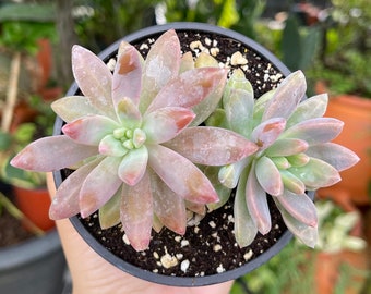 Darley Sunshine Succulent Plant Cutting | Graptosedum Carnicolor | Pink ...