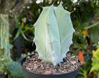Stenocereus Pruinosus, Gray Ghost Organ Pipe, Cactus, Succulent, Live ...