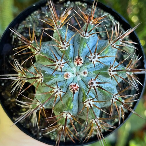 Rhipsalis Paradoxa Chain Cactus Rare Succulent Live Cacti - Etsy