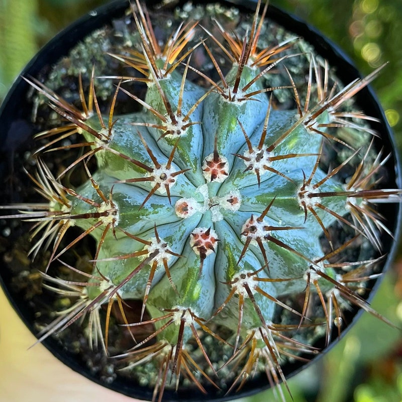 LilyParadiseFlowers - Etsy