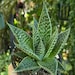 Gasteria Flow Rare Succulent Live Plant - Etsy