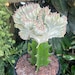 Aloe White Fox Rare Succulent Live Plant - Etsy