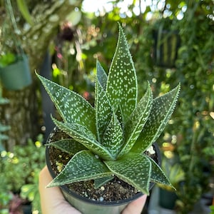 Gasteria Flow Rare Succulent Live Plant - Etsy
