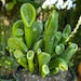 Crassula Ovata Et’s Fingers Jade Rare Succulent Live Plant - Etsy