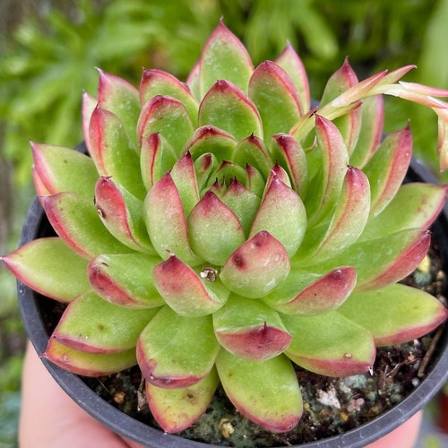 Echeveria Agavoides Cimette Rare Succulent Live Plant - Etsy