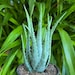 Aloe White Fox Rare Succulent Live Plant - Etsy
