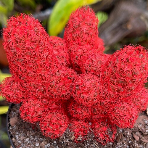 Peanut Cactus Echinopsis Rare Cactus Succulent Cacti Live - Etsy