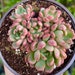 Graptoveria Bashful Pink Ruby Cluster Rare Succulent Live Plant - Etsy