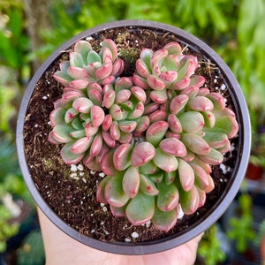Graptoveria Bashful Pink Ruby Cluster Rare Succulent Live Plant - Etsy