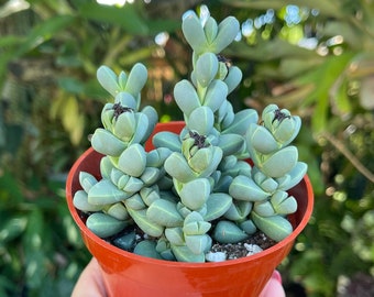 4pot Live Succulent Plant of Corpuscularia Lehmannii ice Plant - Etsy