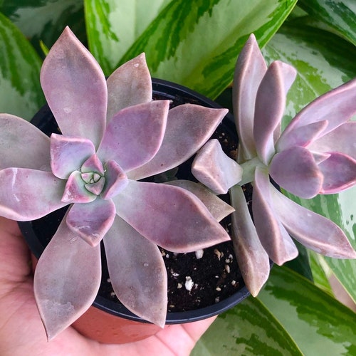 Sedum California Sunset Rare Succulent Live Plant - Etsy