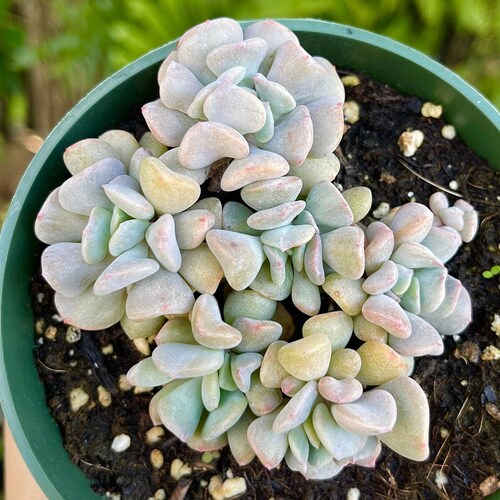 Sedum Angelina Rare Succulent Live Plant - Etsy