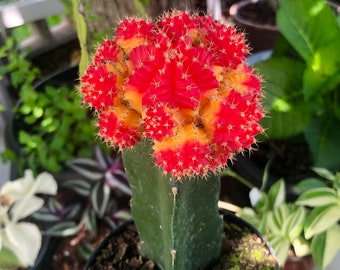 Red Grafted Moon Cactus Rare Succulent Live Cacti Plant | Etsy