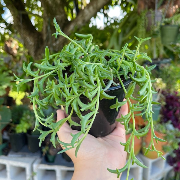 Dancing Dolphin Plant - Etsy