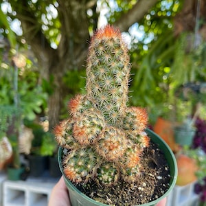 Fire Mammillaria Elongata ‘ Copper King ‘ Cactus Rare Succulent Live ...