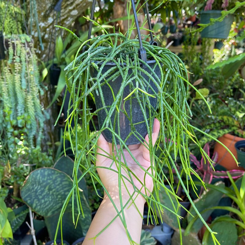 Hanging Mistletoe - Etsy