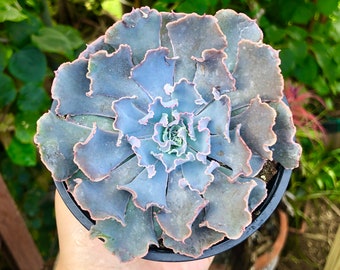 2”, 4", 6” Pot of Echeveria Blue Curls Rare Succulent Plant - Shipped Bare Roots - Etsy