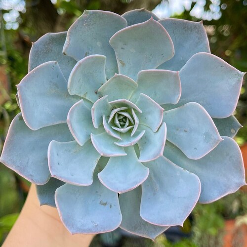 Sedum Angelina Rare Succulent Live Plant - Etsy