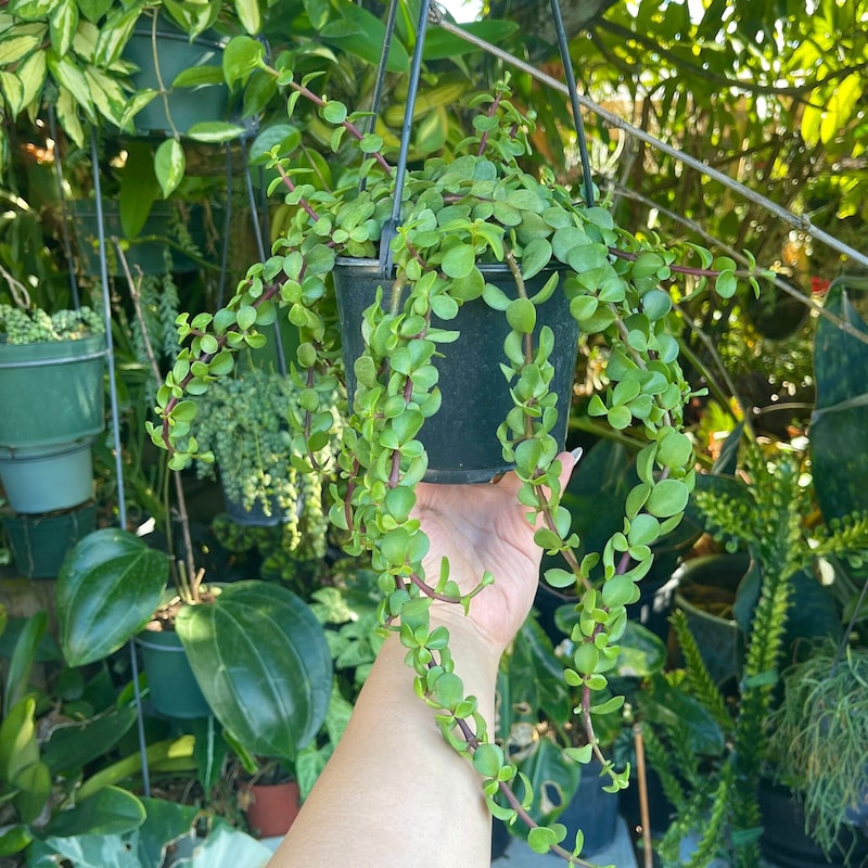 Trailing Plant - Etsy