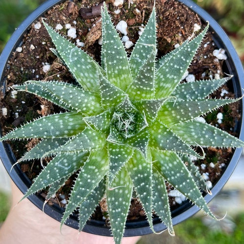 Aloe White Fox Rare Succulent Live Plant - Etsy