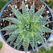 Aloe White Fox Rare Succulent Live Plant - Etsy
