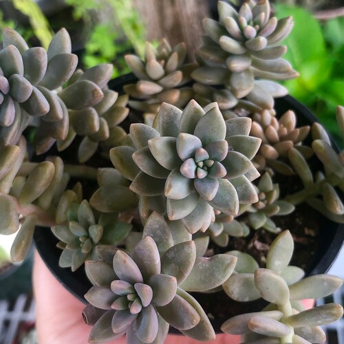 Graptosedum Pink Sunset Rare Succulent Live Plant - Etsy