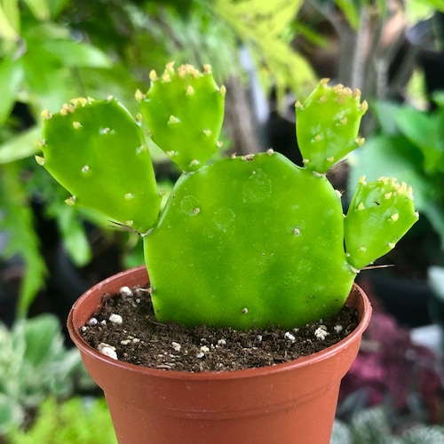 Mini Nopalea Cochenillifera cochineal Nopal Green Cactus - Etsy