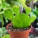 Mini Nopalea Cochenillifera ‘cochineal Nopal’ Green Cactus Rare ...