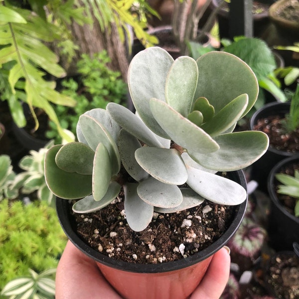 Silver Succulent - Etsy