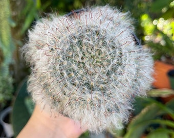 6 Mammillaria Bocasana Clumping Cactus Rare Succulent Live - Etsy