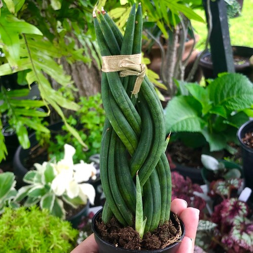 Sansevieria Starfish Boncel Cylindrica Snake Plant Live - Etsy