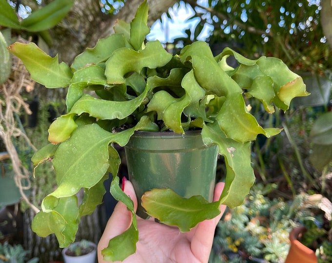 Orchid Cactus Curly Locks Epiphyllum Guatemalense Rare Succulent 4 & 6 ...