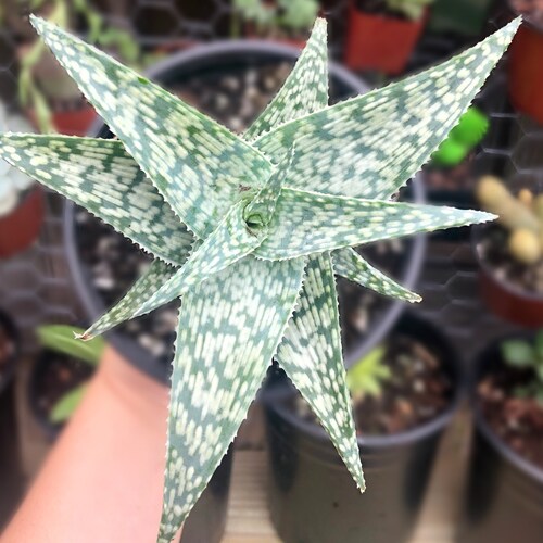 Aloe White Fox Rare Succulent Live Plant - Etsy