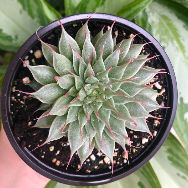 Silver Succulent - Etsy