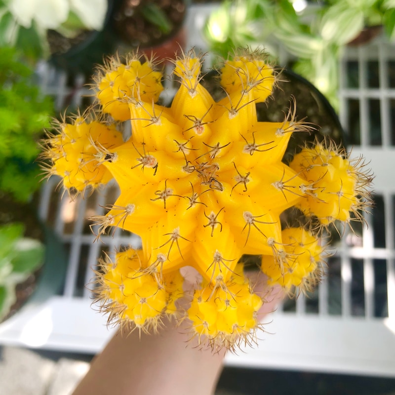 Yellow Christmas Cactus - Etsy