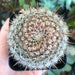 Mammillaria Round Ball Cactus Rare Succulent Live Plant | Etsy