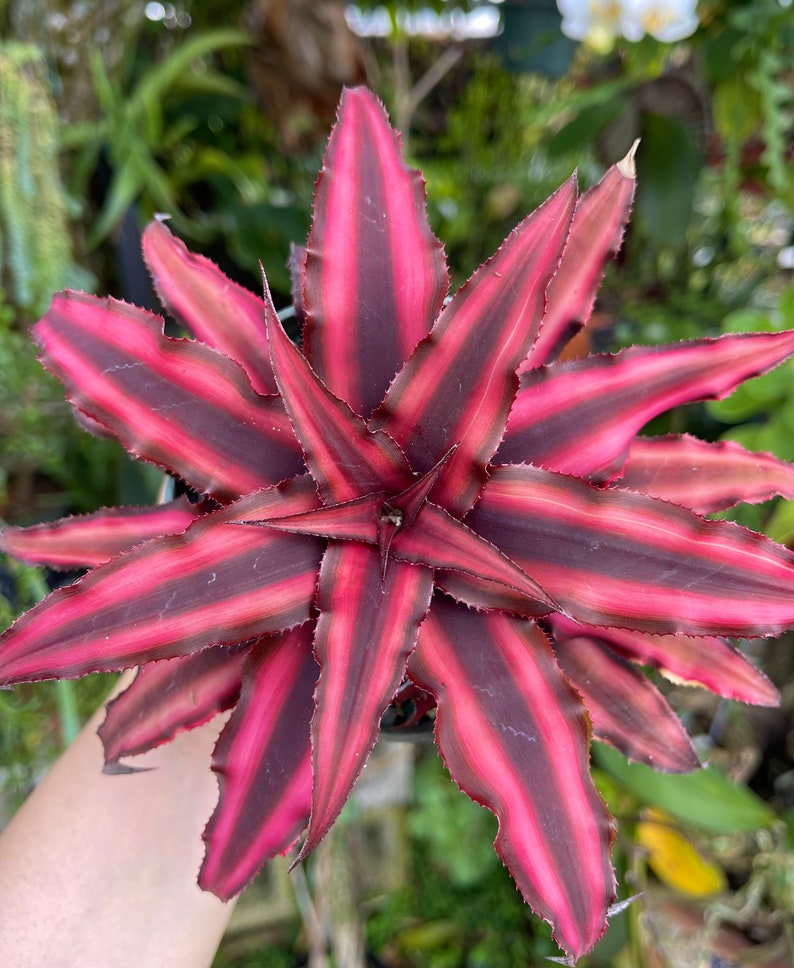 Cryptanthus Earth Star Rare Succulent Live Plant - Etsy
