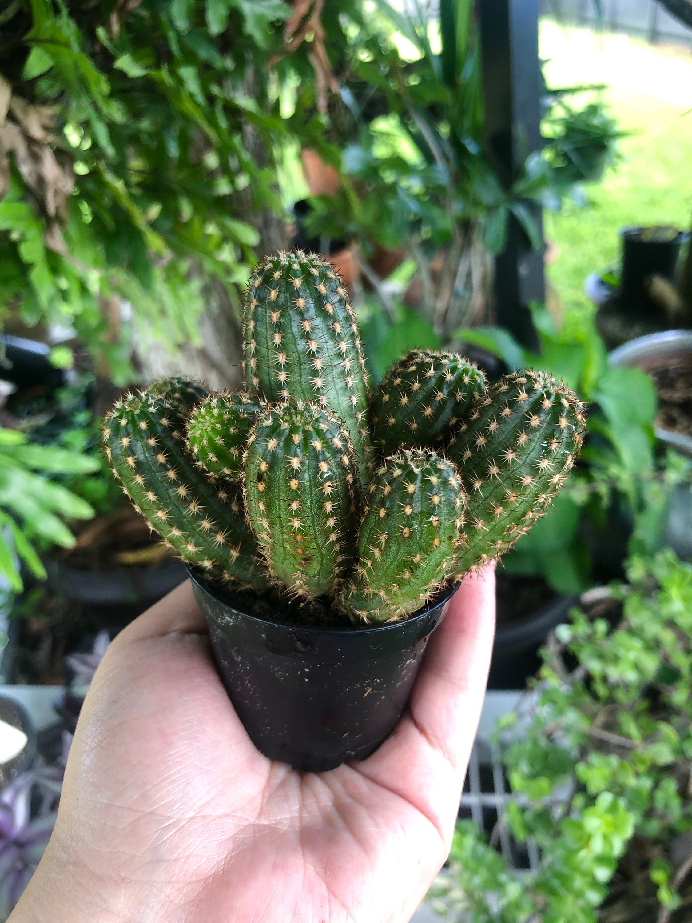 Peanut Cactus Echinopsis Rare Cactus Succulent Cacti Live - Etsy