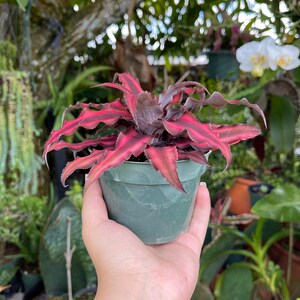 Cryptanthus Earth Star Rare Succulent Live Plant - Etsy